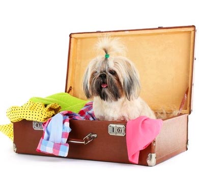 Перевозка собак в самолете - My Doggy